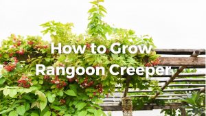 Rangoon Creeper: Complete Care Guide - Plant Rat