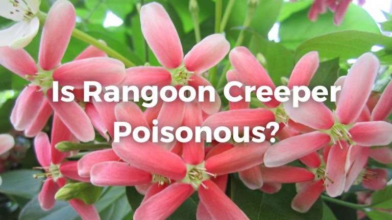 Rangoon Creeper: Complete Care Guide - Plant Rat