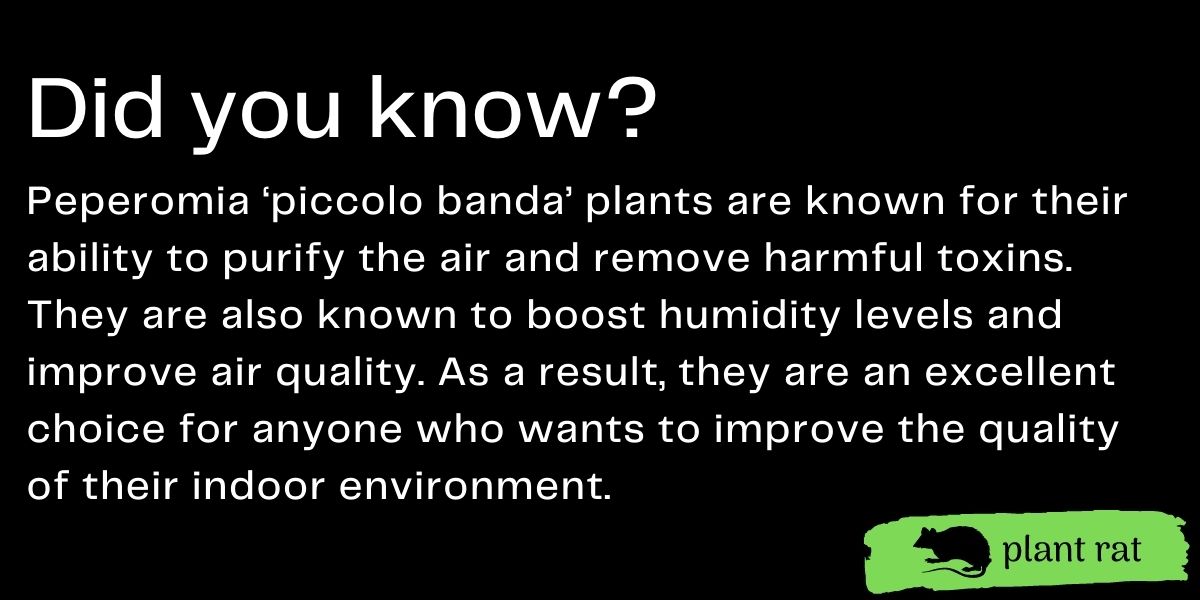 Peperomia Piccolo Banda: 7 Things You Didn't Know About - Plant Rat