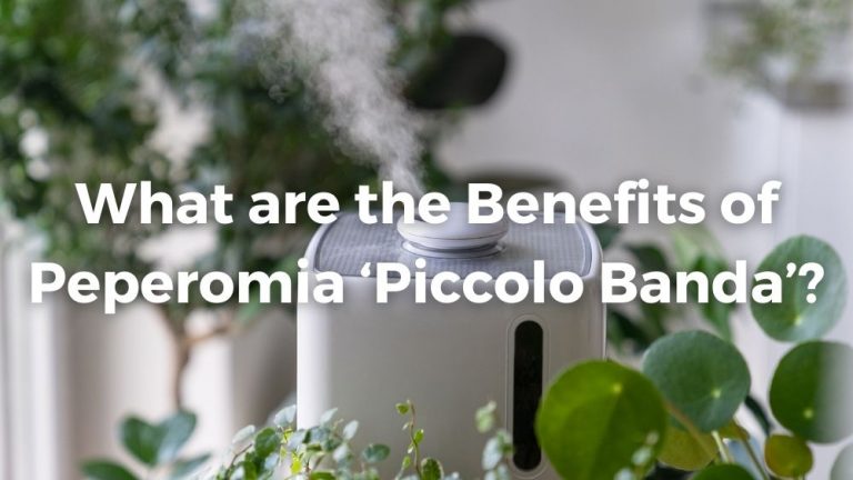 Peperomia Piccolo Banda: 7 Things You Didn't Know About - Plant Rat