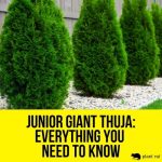 Junior Giant Thuja: Everything You Need To Know - Plant Rat