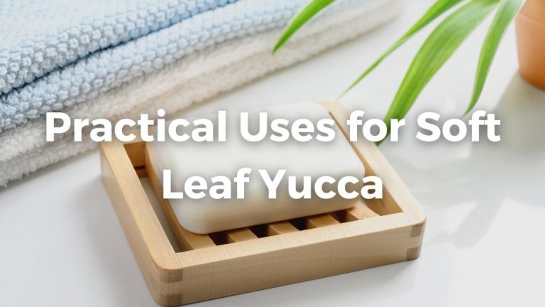 Soft Leaf Yucca Care And Uses: How To Grow And Use This Versatile Plant ...