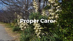 Soft Leaf Yucca Care And Uses: How To Grow And Use This Versatile Plant ...