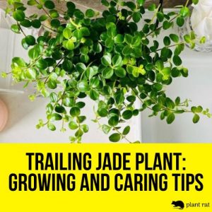 Trailing Jade Plant: Growing and Caring Tips - Plant Rat
